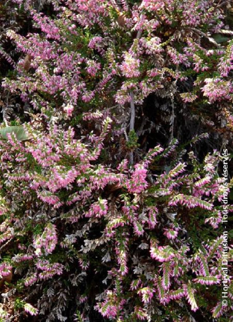CALLUNA vulgaris ROSE (Bruyère d'été)