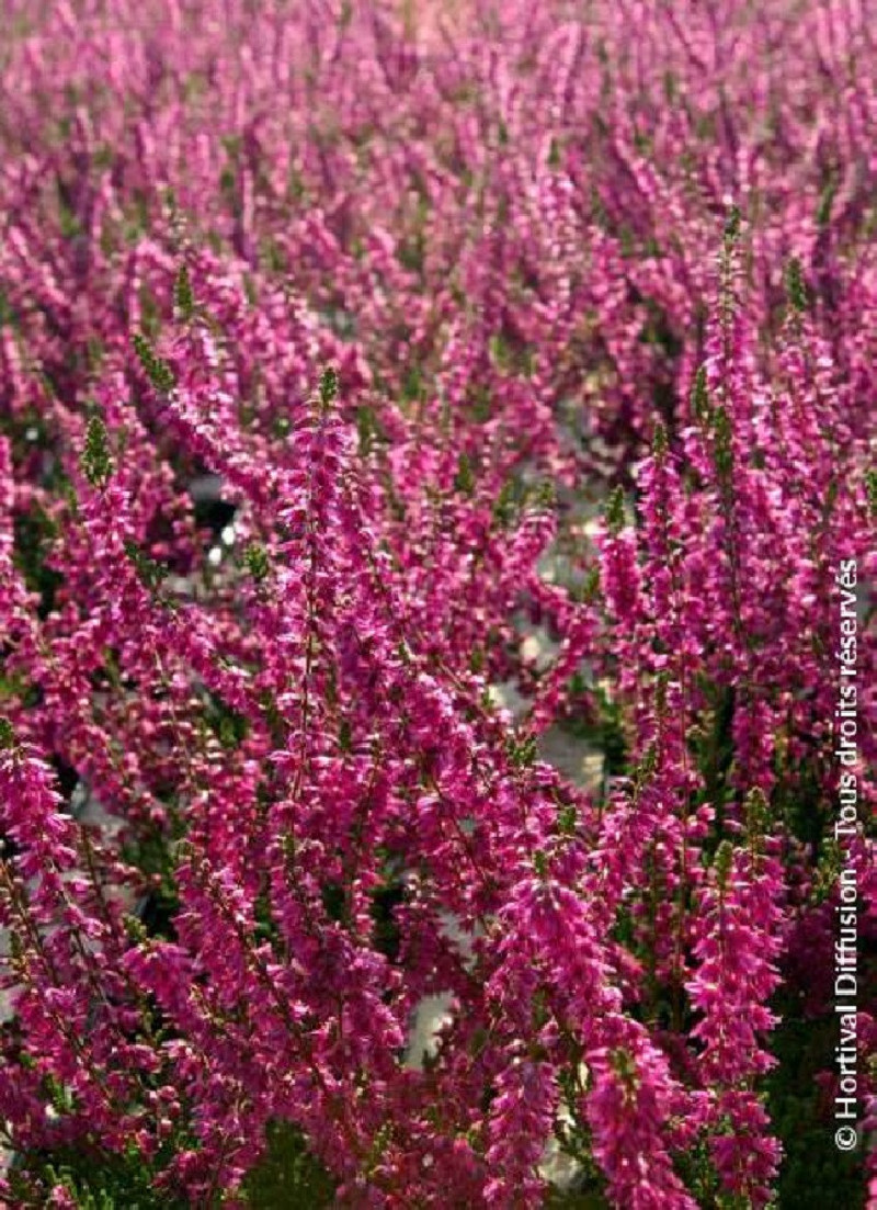 CALLUNA vulgaris ROUGE (Bruyère d'été)