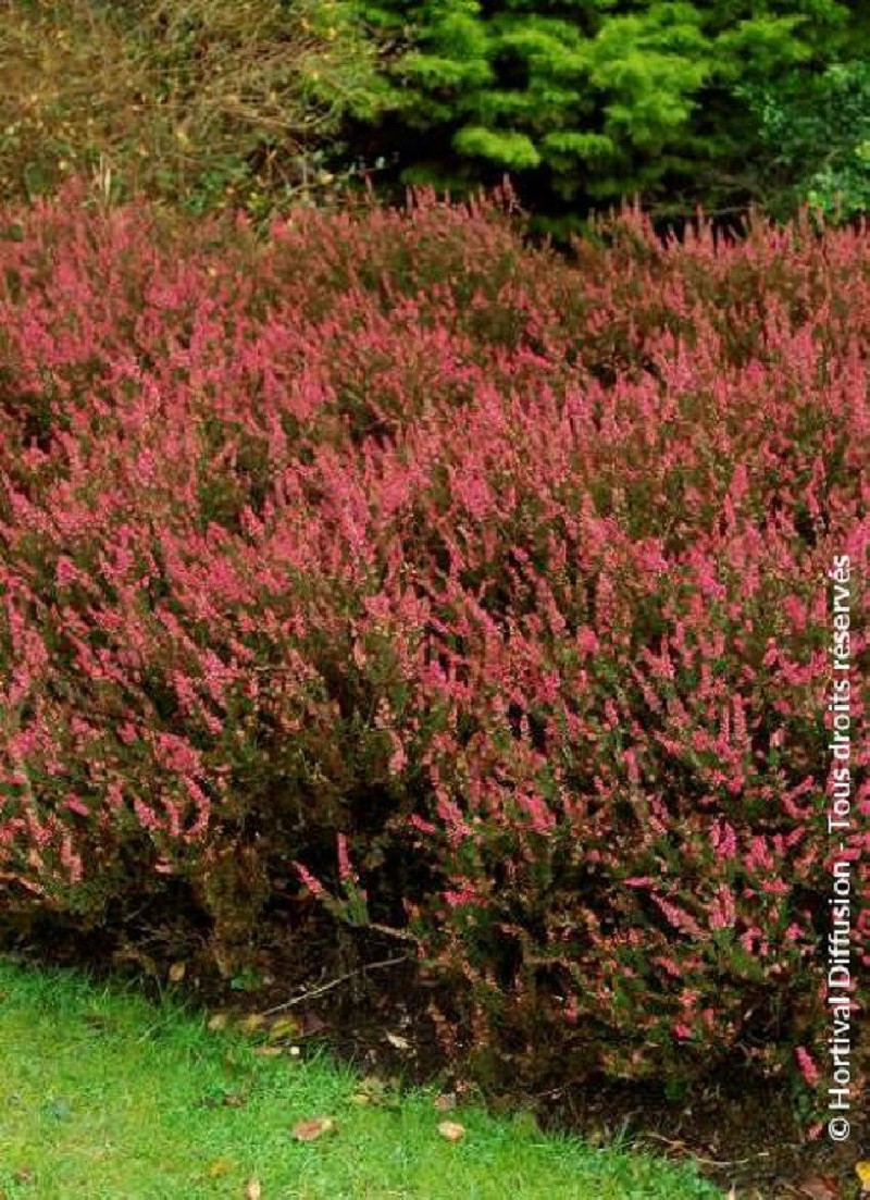 CALLUNA vulgaris ROUGE (Bruyère d'été)