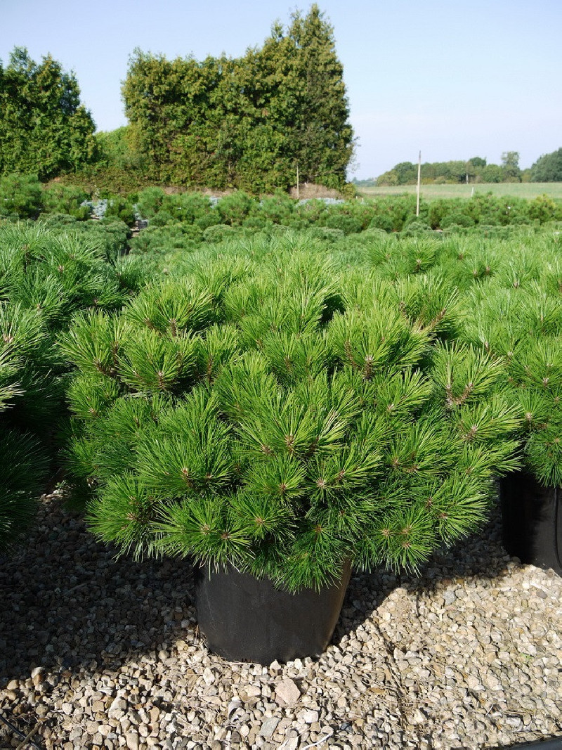 Pinus N Pierrick Bregeon – Pinus Nigra Brégeon – LTAX