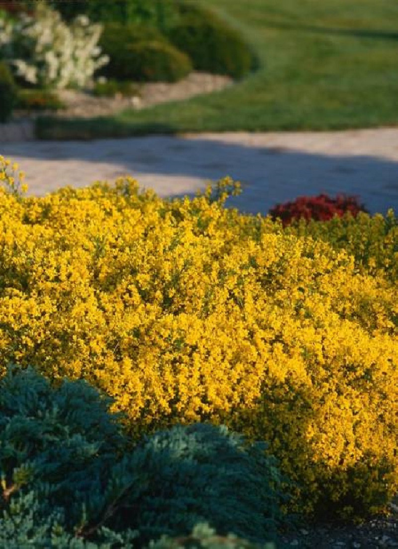 GENISTA lydia (Genêt de Lydie)