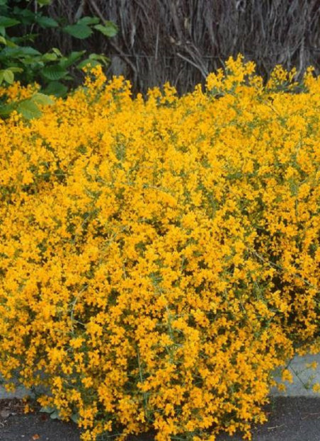 GENISTA lydia (Genêt de Lydie)