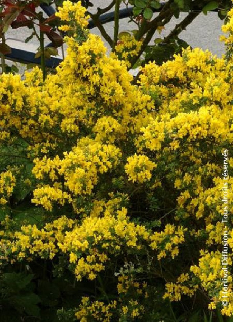 GENISTA PORLOCK (Genêt de Porlock)