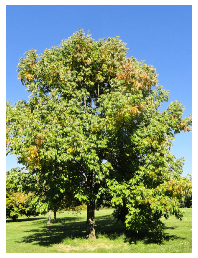 FRAXINUS americana (Frêne d'Amérique, Frêne blanc)