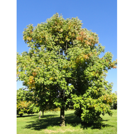 FRAXINUS americana (Frêne d'Amérique, Frêne blanc)