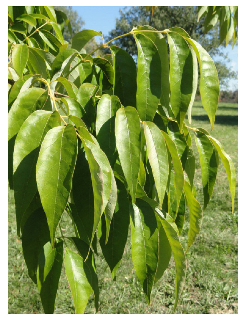 FRAXINUS americana (Frêne d'Amérique, Frêne blanc)