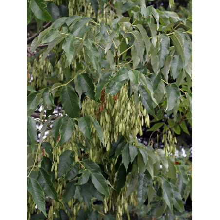 FRAXINUS americana (Frêne d'Amérique, Frêne blanc)