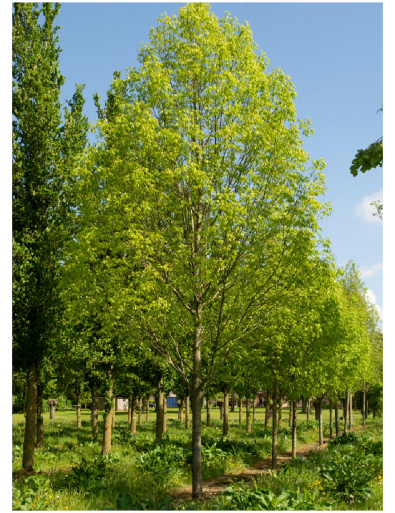 FRAXINUS americana SKYLINE (Frêne d'Amérique Skyline)