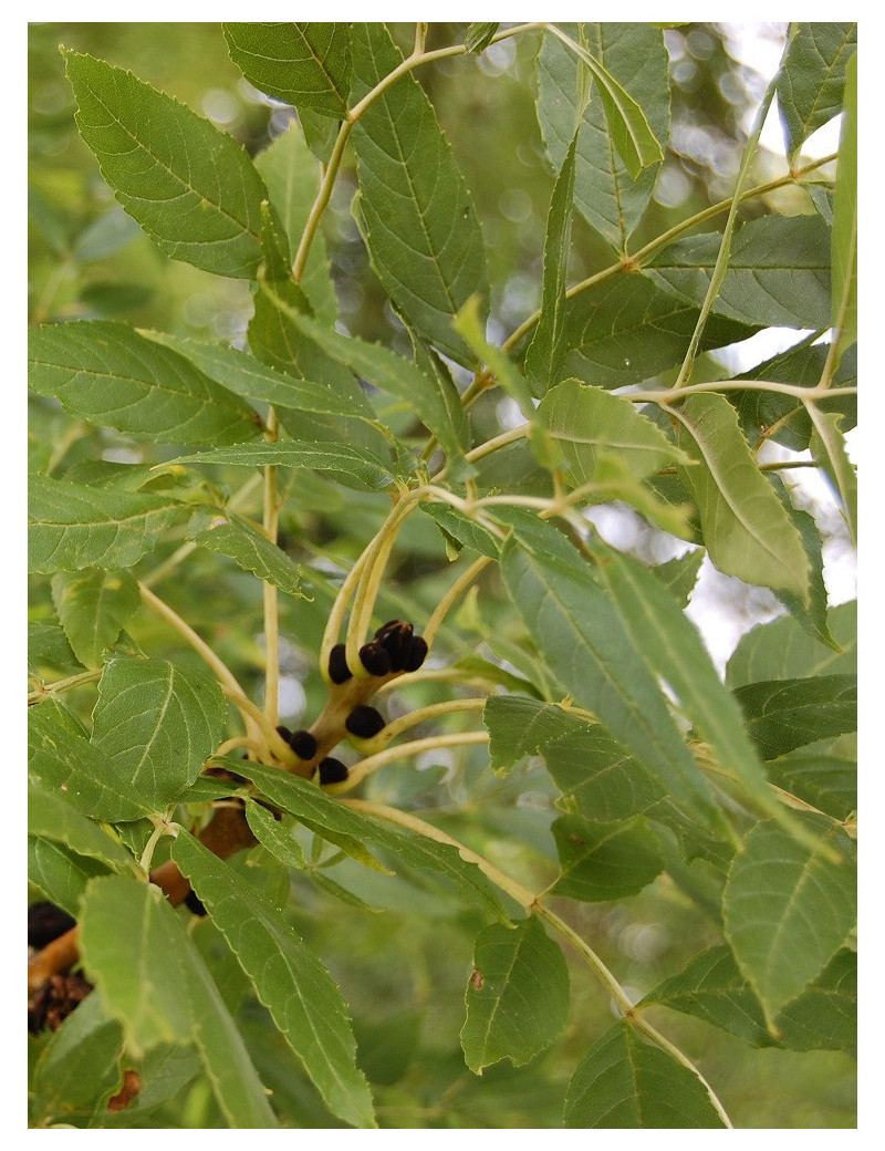 FRAXINUS excelsior JASPIDEA (Frêne à bois jaune)