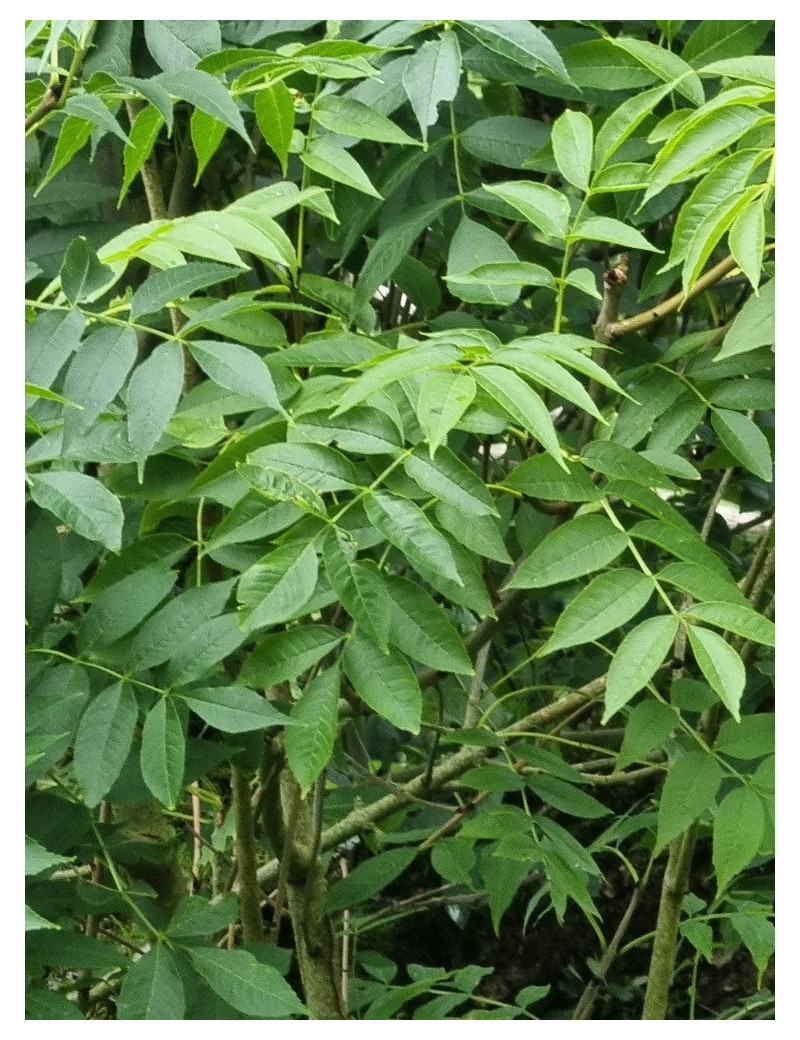 FRAXINUS excelsior (Frêne commun, Grand frêne)