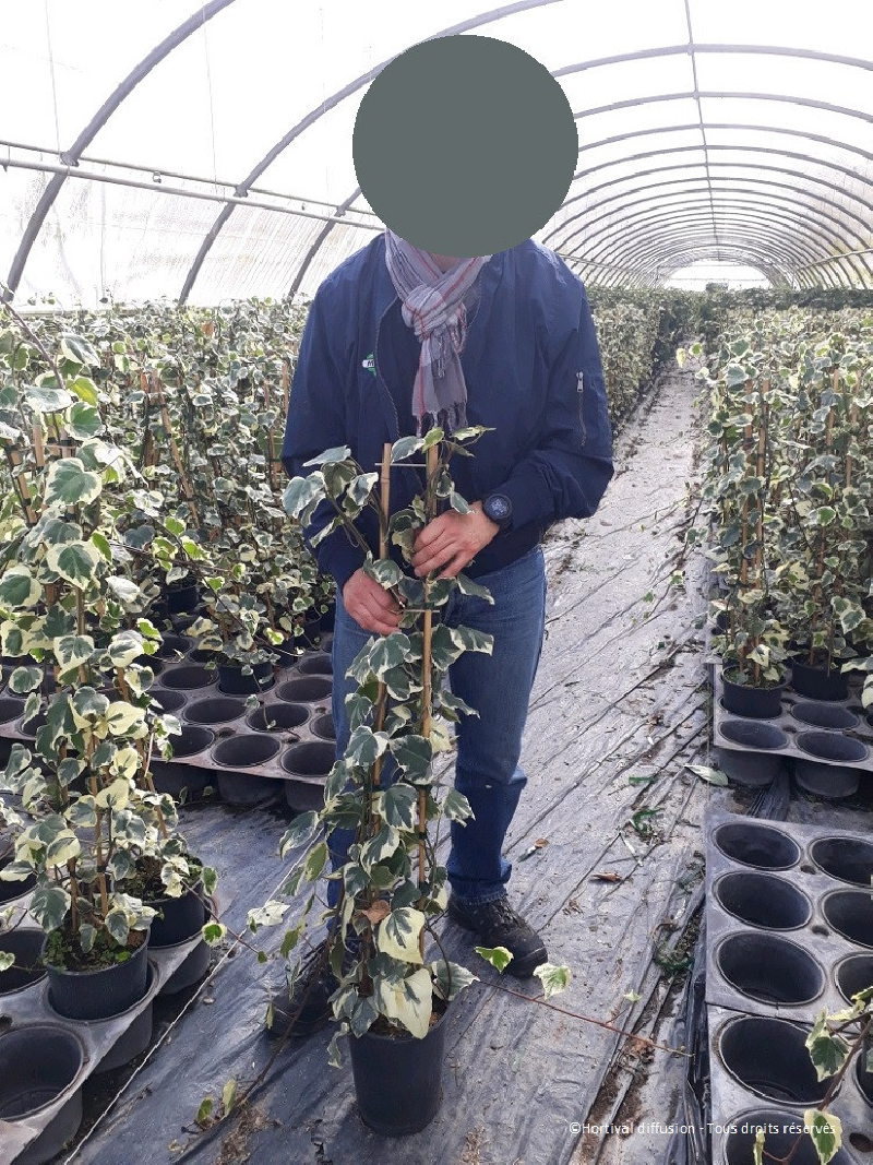 HEDERA colchica DENTATA VARIEGATA (Lierre de Colchide Dentata Variegata)