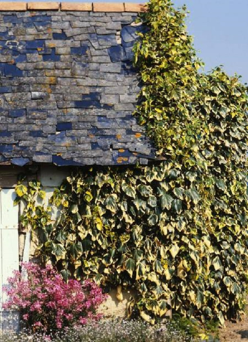 HEDERA colchica DENTATA VARIEGATA (Lierre de Colchide Dentata Variegata)