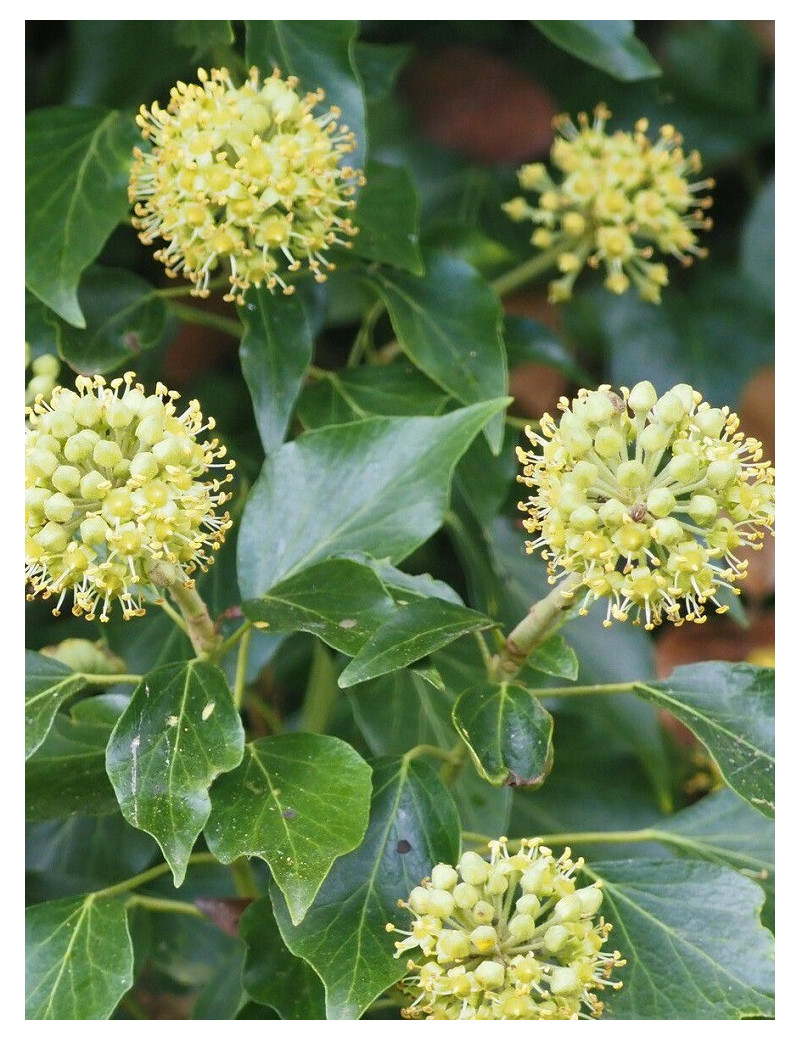HEDERA helix (Lierre commun)