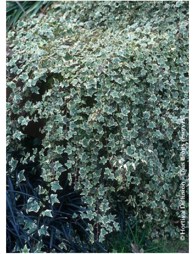 HEDERA helix GLACIER (Lierre commun Glacier)
