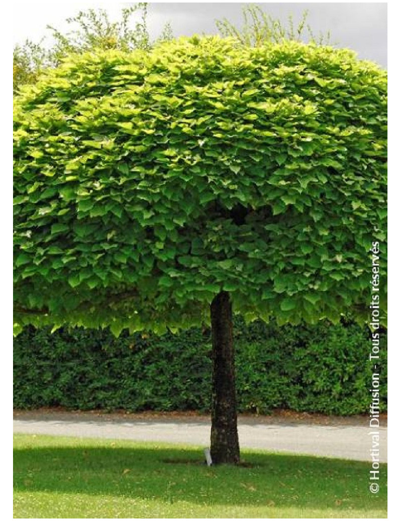 CATALPA bignonioides NANA (Catalpa boule)