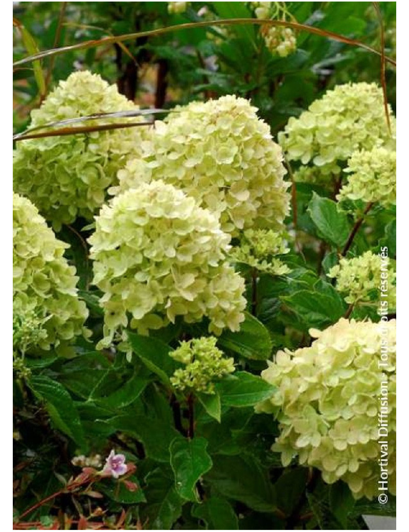 HYDRANGEA paniculata LITTLE LIME® (Hortensia paniculé)