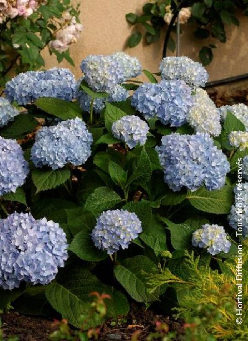 HYDRANGEA ENDLESS SUMMER ORIGINAL BLEU® (Hortensia)