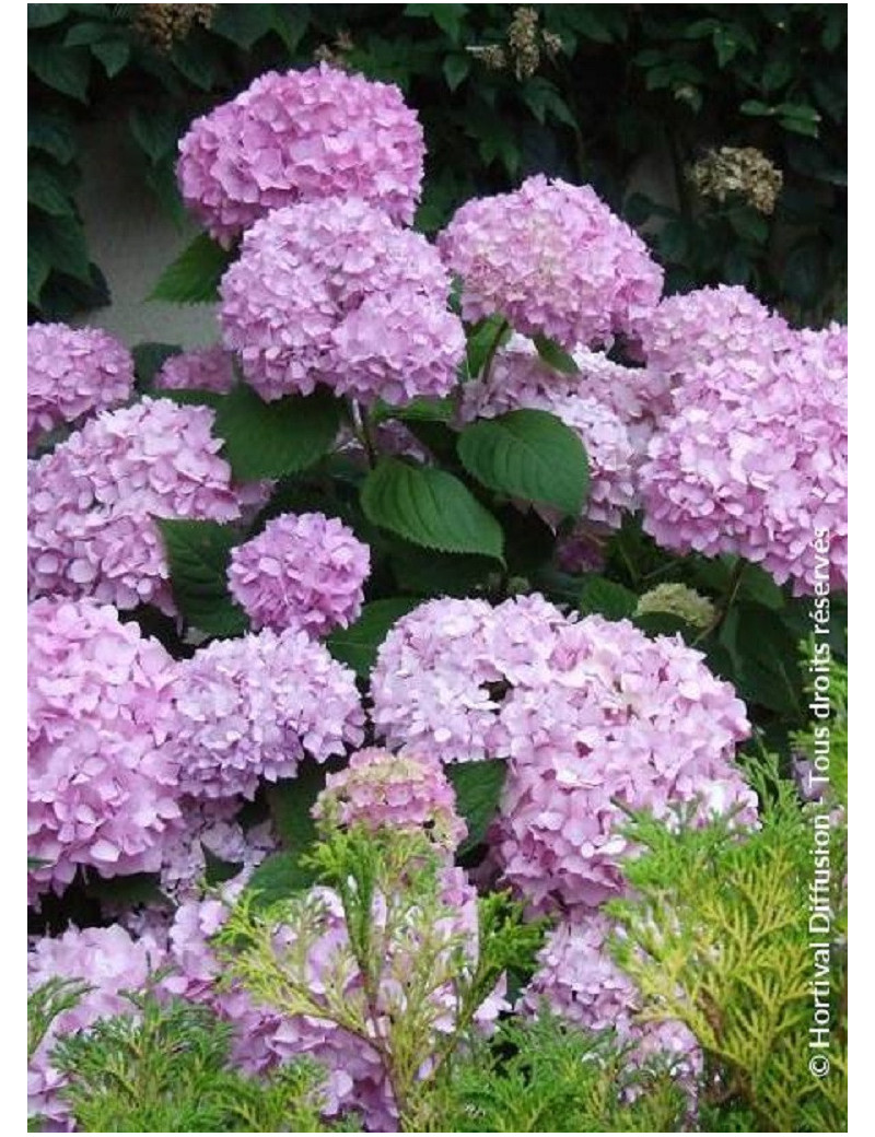 HYDRANGEA ENDLESS SUMMER ORIGINAL ROSE® (Hortensia)