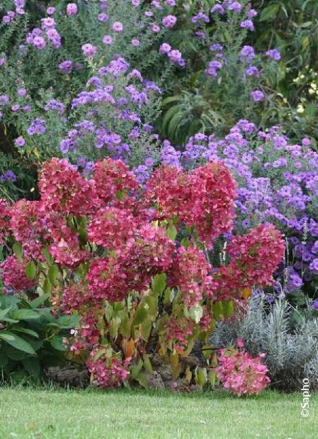 HYDRANGEA paniculata DIAMANT ROUGE® (Hortensia paniculé)