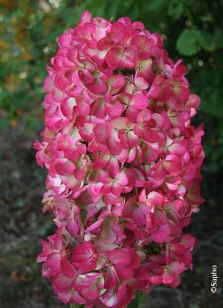 HYDRANGEA paniculata DIAMANT ROUGE® (Hortensia paniculé)