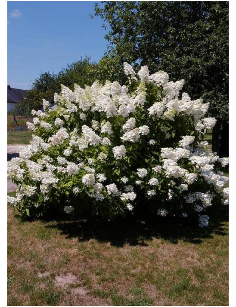 HYDRANGEA paniculata UNIQUE (Hortensia paniculé)
