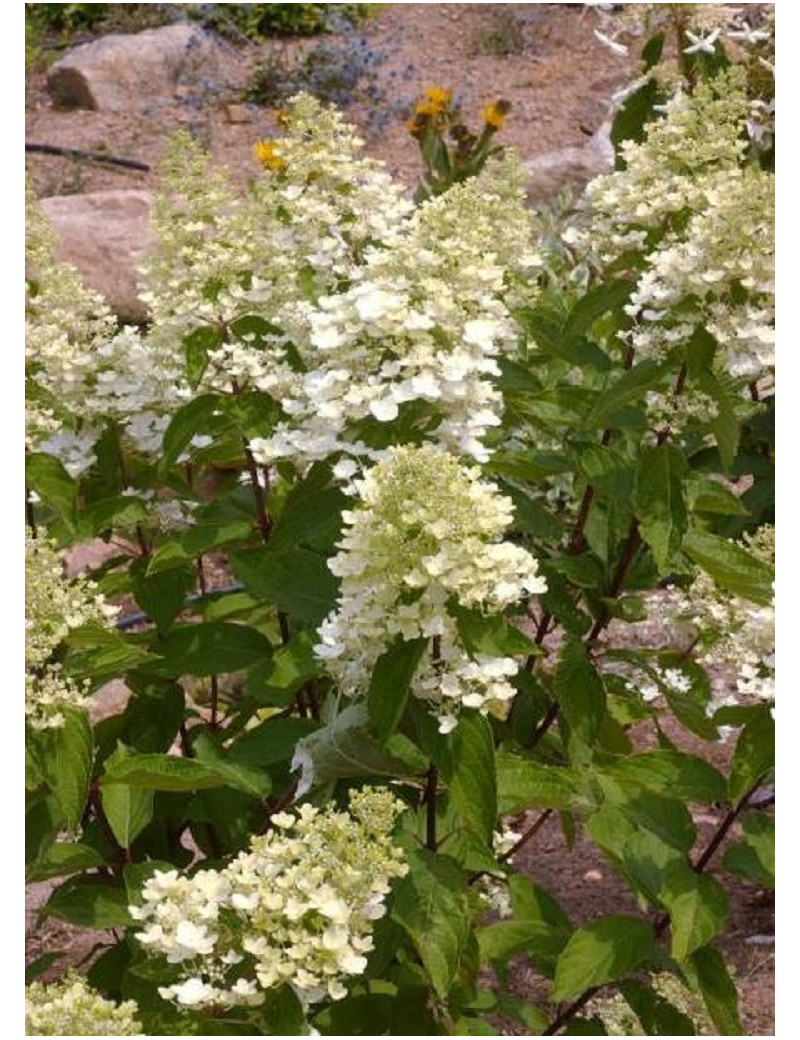 HYDRANGEA paniculata UNIQUE (Hortensia paniculé)