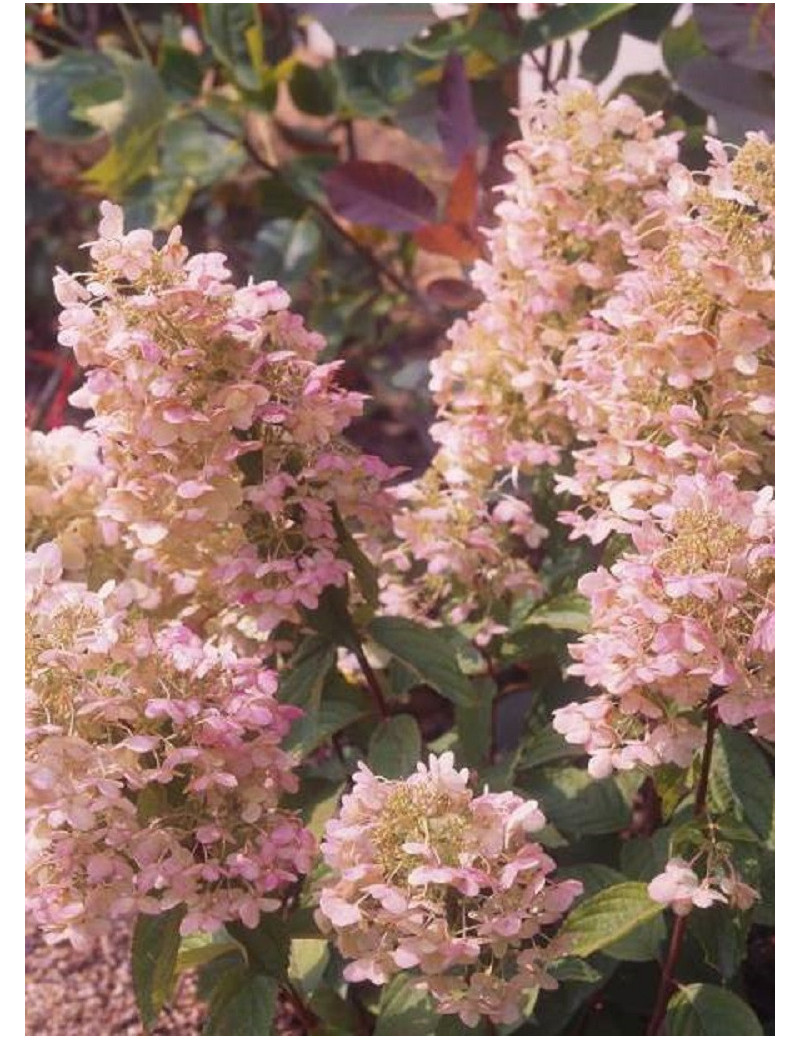 HYDRANGEA paniculata UNIQUE (Hortensia paniculé)