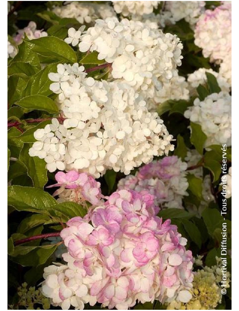 HYDRANGEA paniculata VANILLE FRAISE® (Hortensia paniculé)