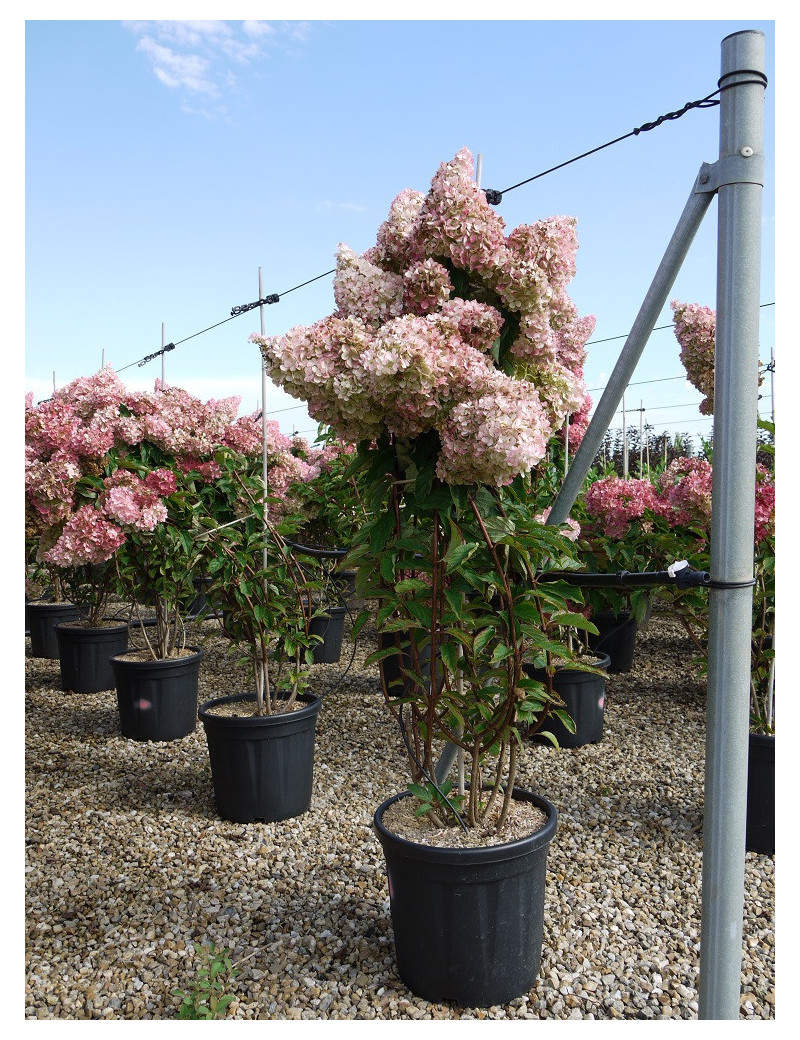 HYDRANGEA paniculata VANILLE FRAISE® (Hortensia paniculé)