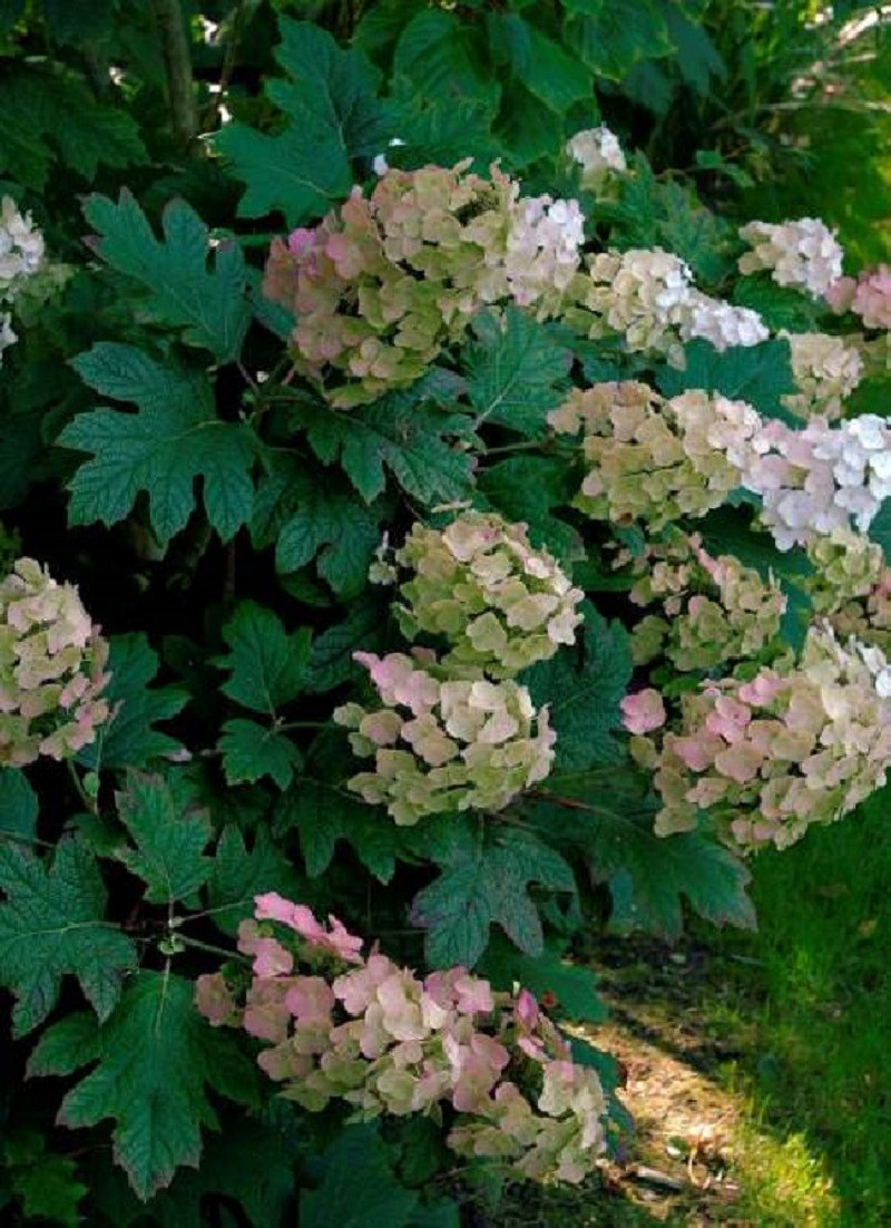 HYDRANGEA quercifolia SNOW QUEEN (Hortensia à feuilles de chêne)