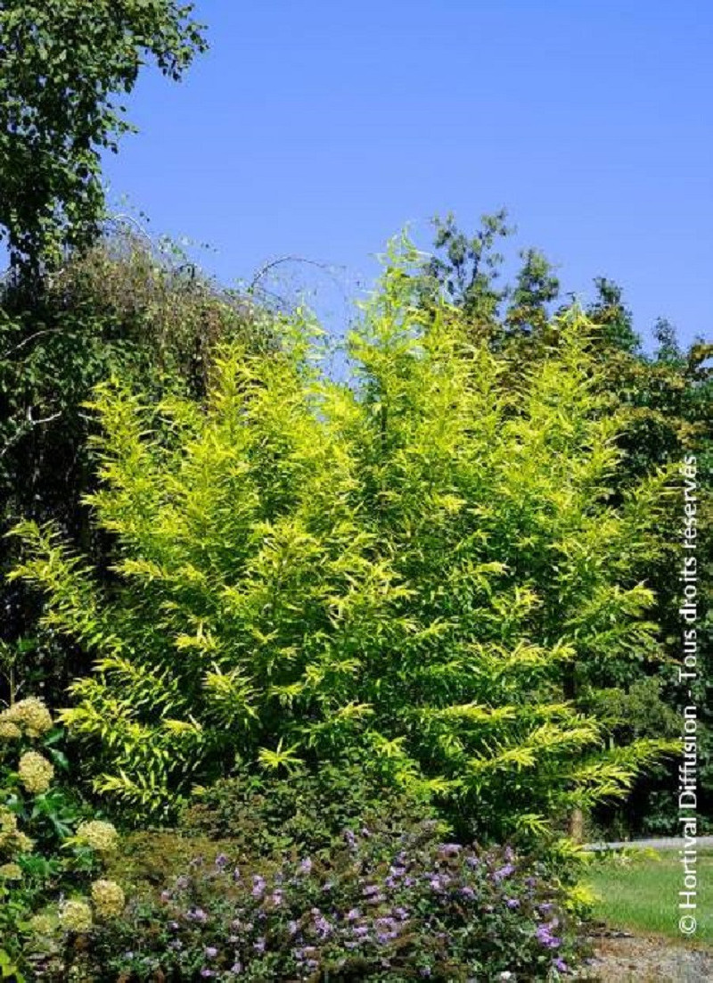 SAULE GOLDEN SUNSHINE (Saule des Sakhalines)