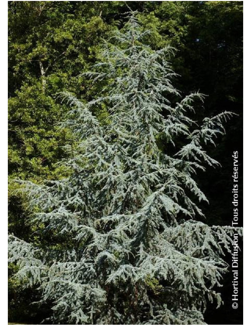 CEDRUS atlantica GLAUCA (Cèdre bleu de l'Atlas)