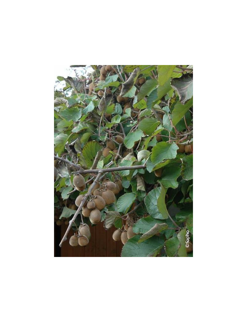 KIWI autofertile SOLOSSIMO® (ACTINIDIA chinensis)