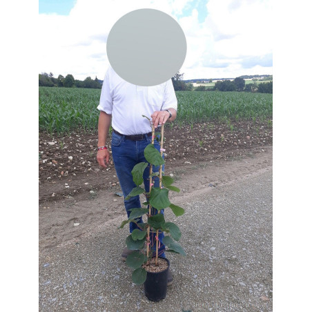 KIWI autofertile SOLOSSIMO® (ACTINIDIA chinensis)