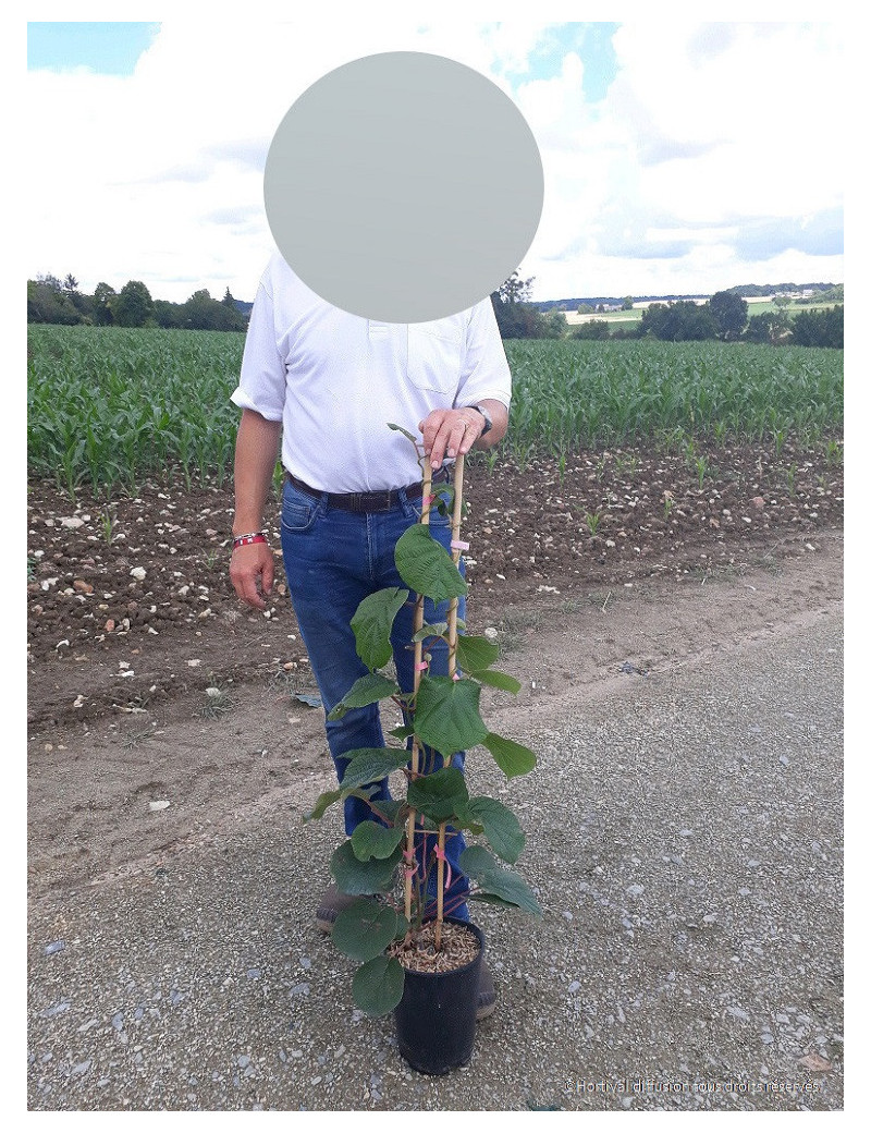 KIWI femelle HAYWARD (ACTINIDIA chinensis)