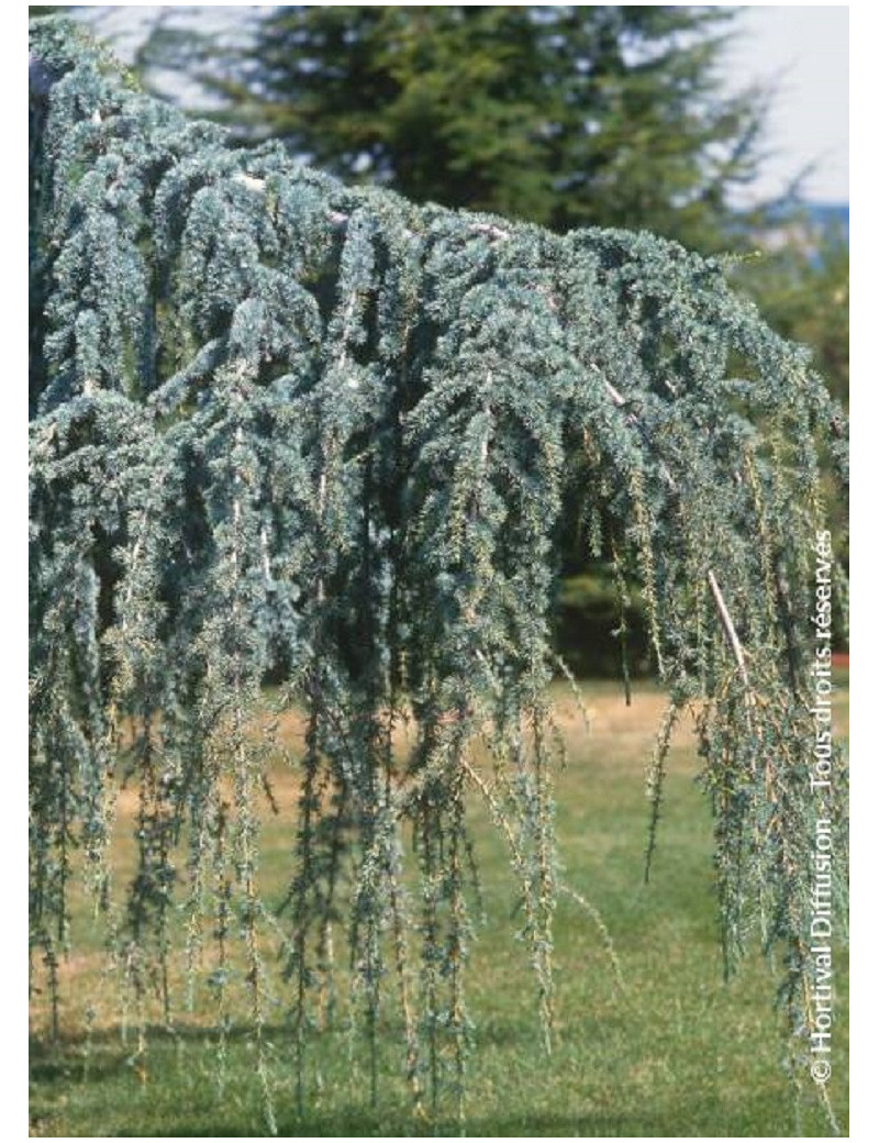 CEDRUS atlantica GLAUCA PENDULA (Cèdre bleu de l'Atlas pleureur)