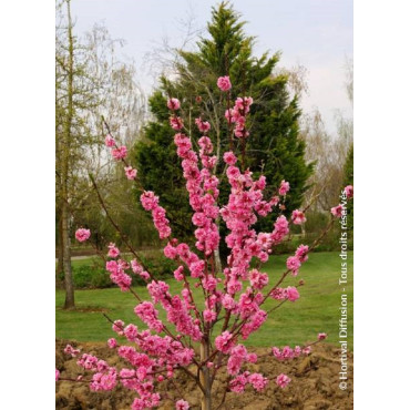 PRUNUS persica TAOFLORA PINK® (Pêcher à fleurs)
