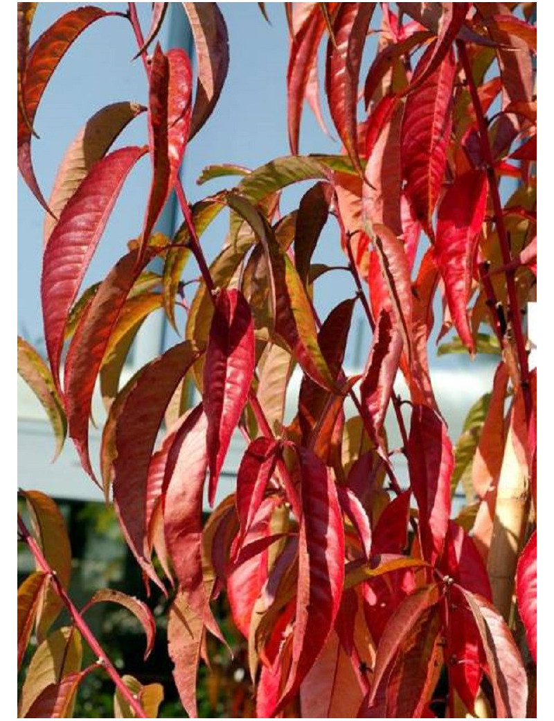 PRUNUS persica TAOFLORA® RED (Pêcher à fleurs)