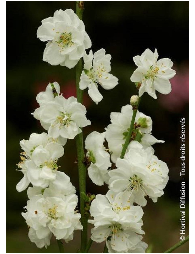PRUNUS persica TAOFLORA WHITE® (Pêcher à fleurs)