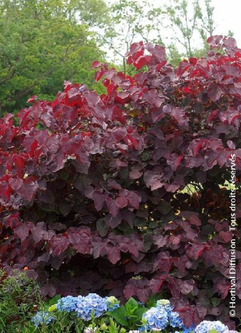 Cercis Canadensis Forest Pansy Croissance – KUVJYE