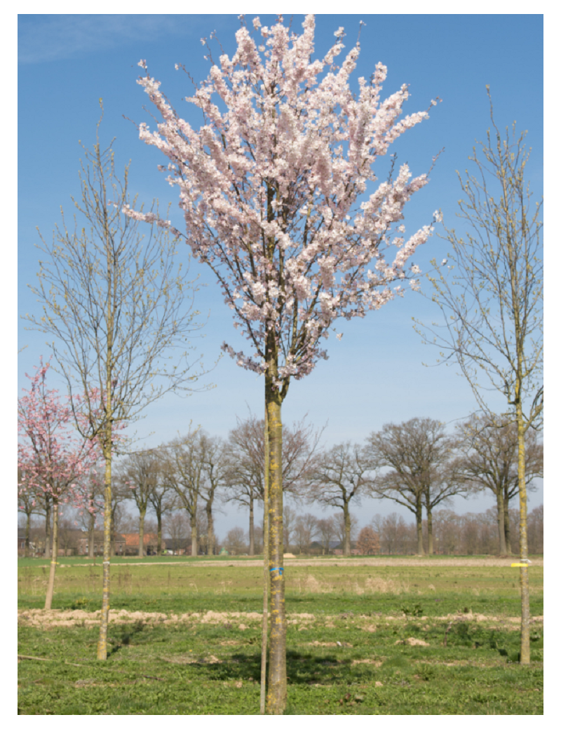 PRUNUS pandora (Cerisier à fleurs Pandora)