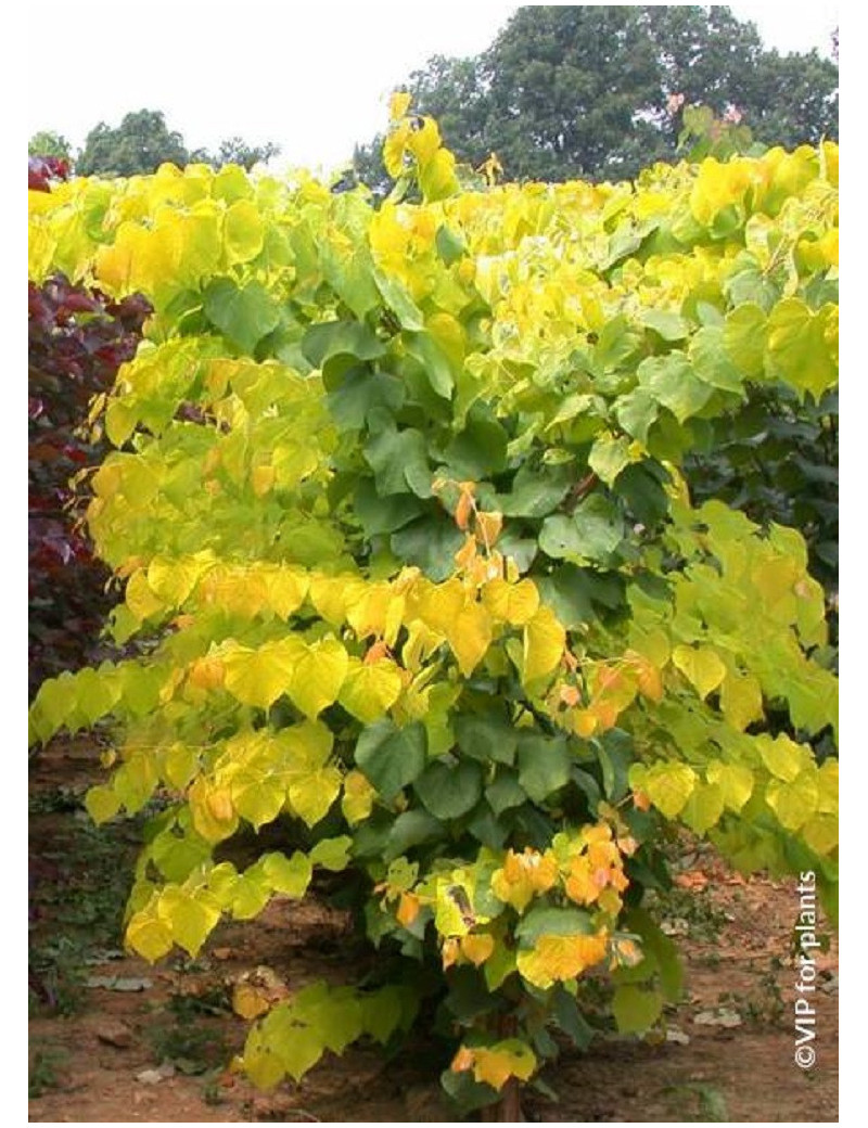 CERCIS canadensis HEARTS OF GOLD (Gainier du Canada)