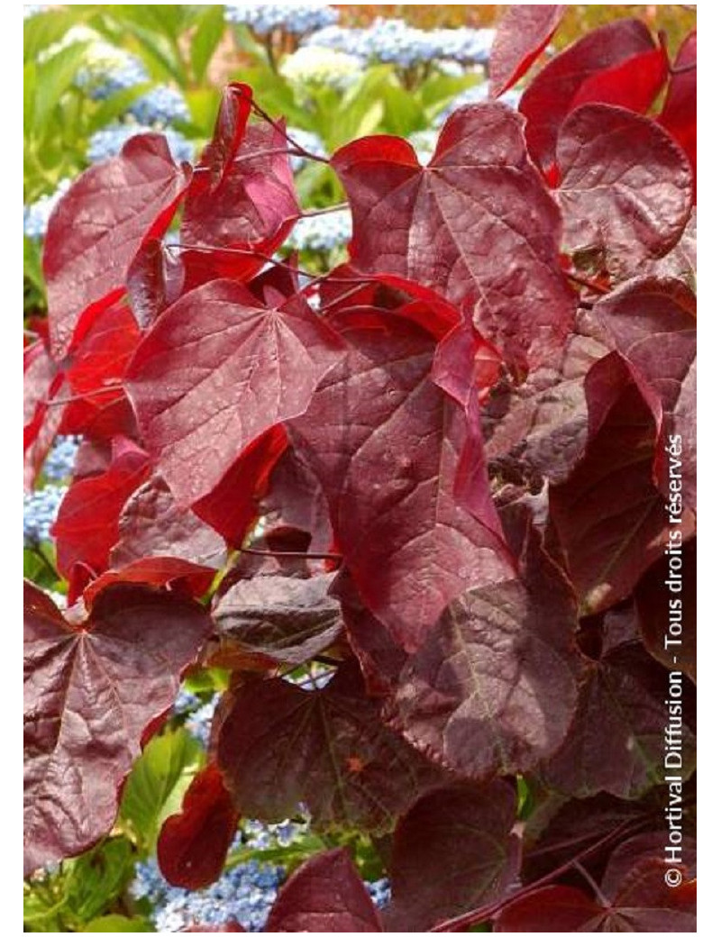 CERCIS canadensis RED FORCE® (Gainier du Canada)