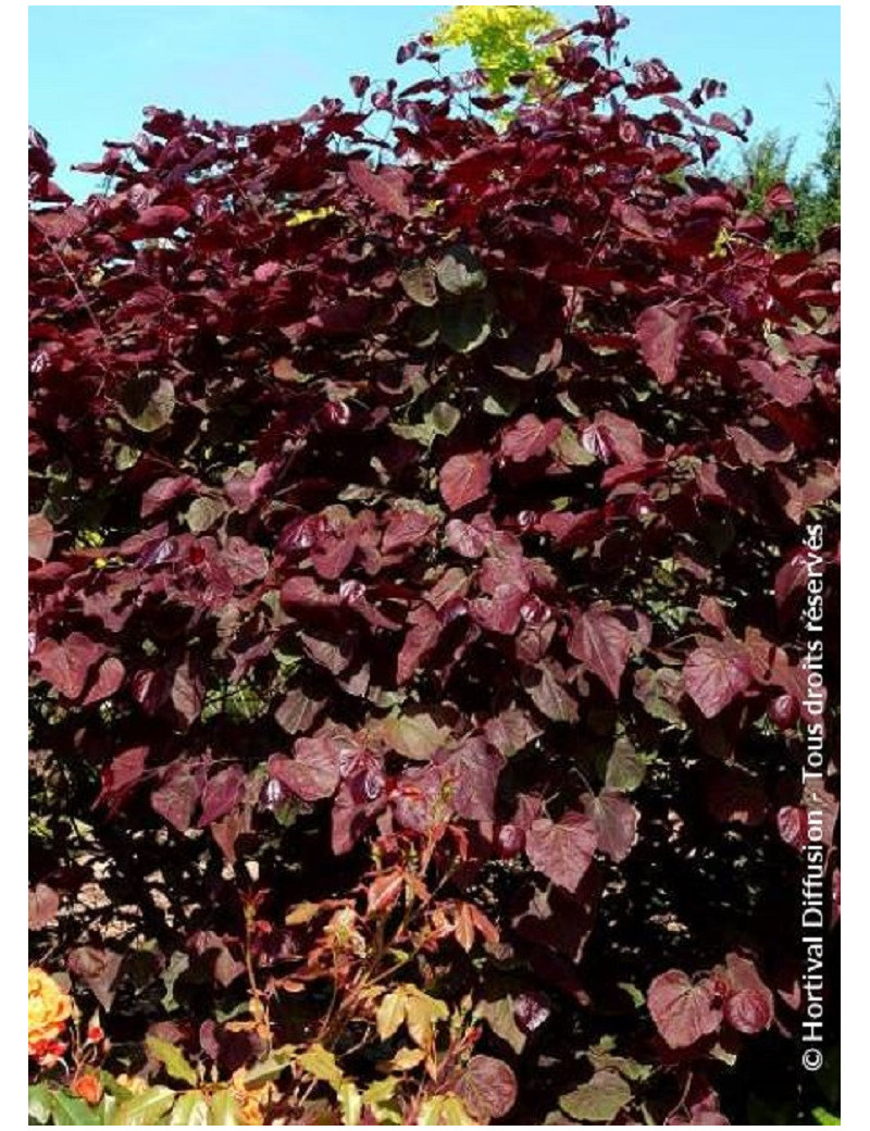CERCIS canadensis RED FORCE® (Gainier du Canada)