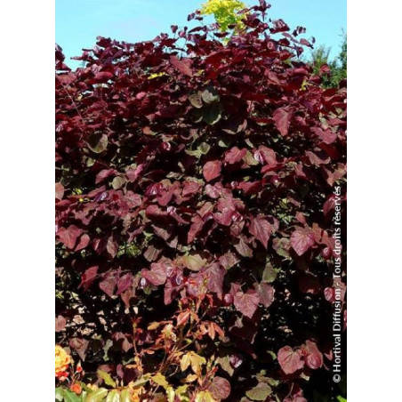 CERCIS canadensis RED FORCE® (Gainier du Canada)