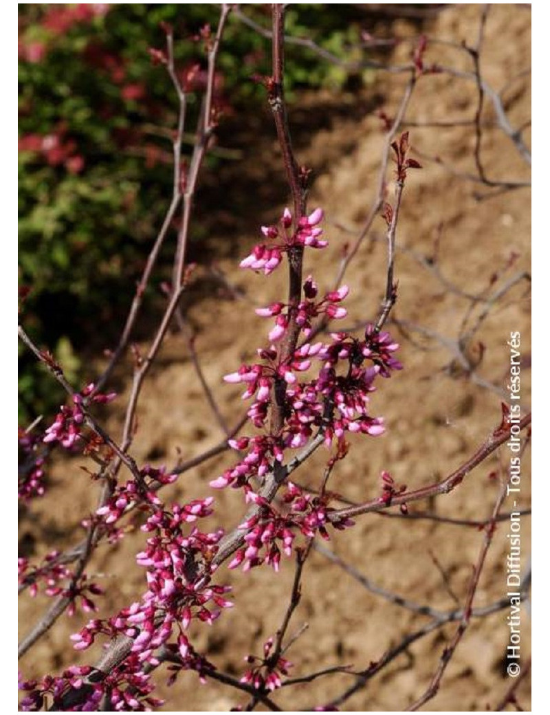 CERCIS canadensis RED FORCE® (Gainier du Canada)
