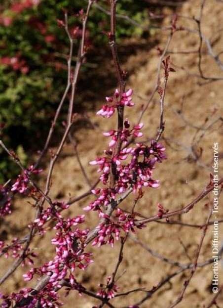 CERCIS canadensis RED FORCE® (Gainier du Canada)