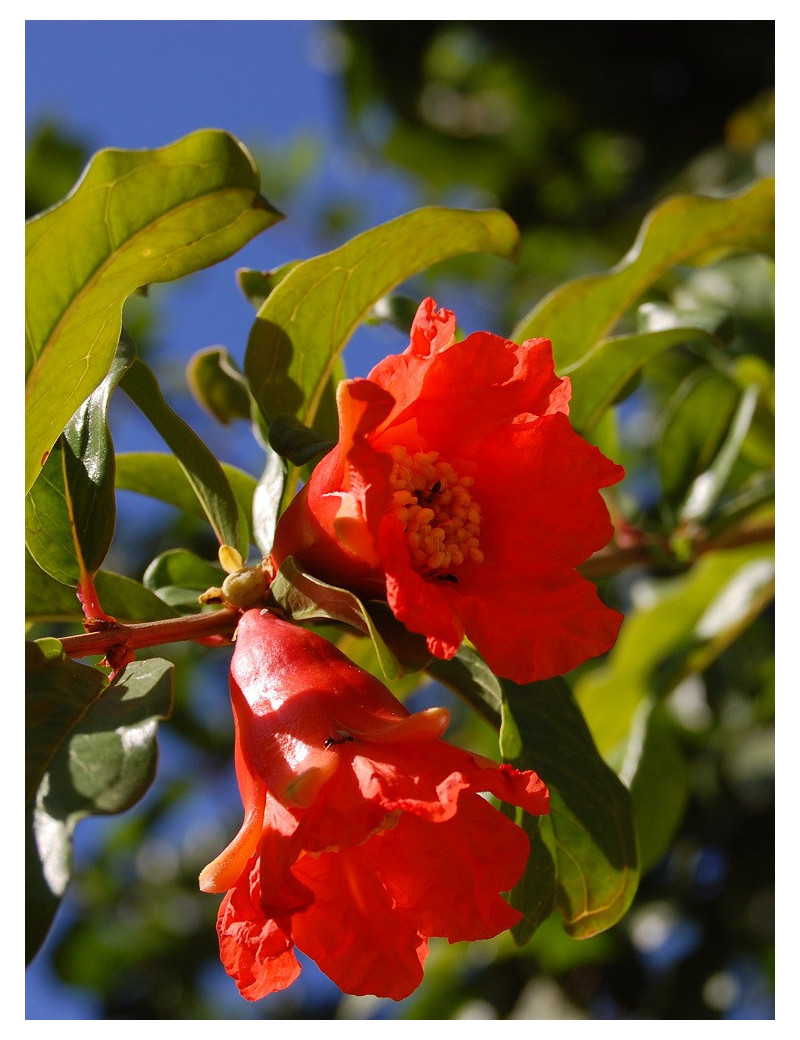 GRENADIER à fruits ACCO (Punica granatum)