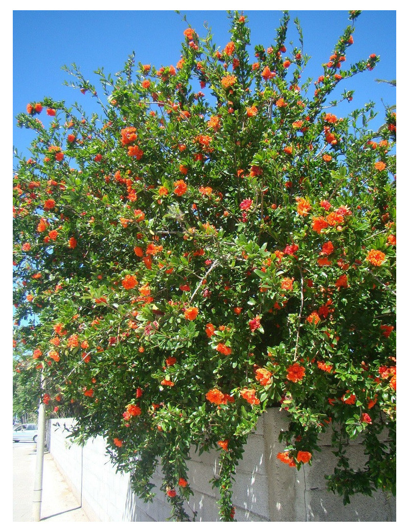 GRENADIER à fruits MOLLAR DE ELCHE (Punica granatum)