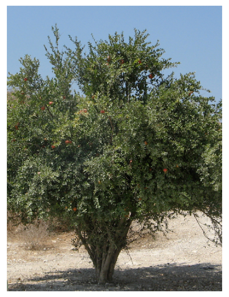 GRENADIER à fruits WONDERFUL (Punica granatum)